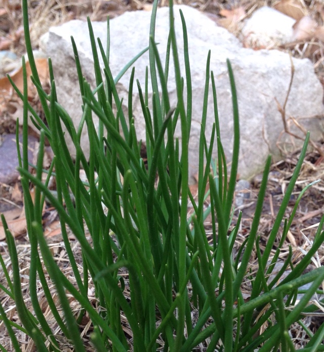 Baby Chives! – Bread for the Journey